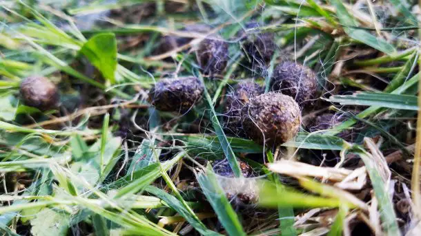 How Much Can You Sell Rabbit Manure For and How to Sell It?