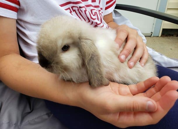 The 9 Smallest Rabbit Breeds - Smallest Rabbit Breed In The World.