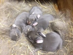 The Complete Rabbit Pregnancy Guide - From Day 1 To Birth