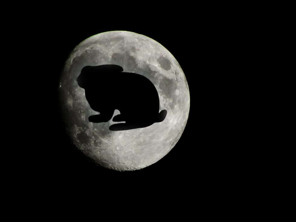 Are Rabbits Nocturnal, Diurnal, or Crepuscular?