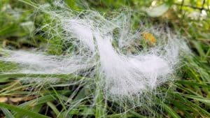 25 Rabbit Owner Tips, & Tricks For A New Bunny Owner