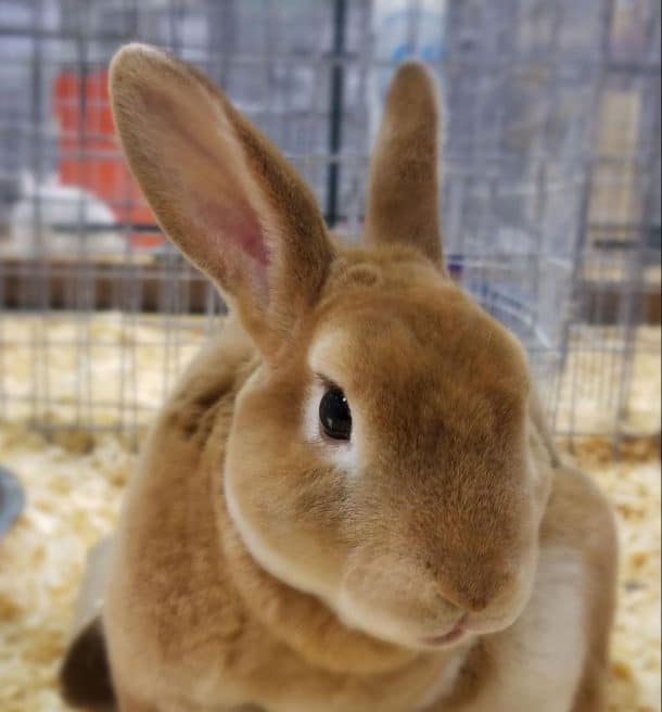 Certified Cute Bunnies - The 10 cutest rabbit breeds - Pics And Videos.