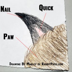 Trimming Your Rabbit's Nails - A veterinarian makes it simple.