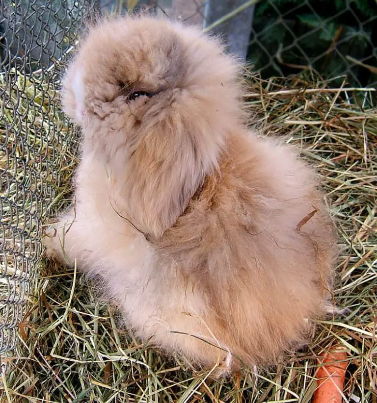 Teddywidder or Teddy Dwarf Rabbit Breed - A Rare & Cute Bunny