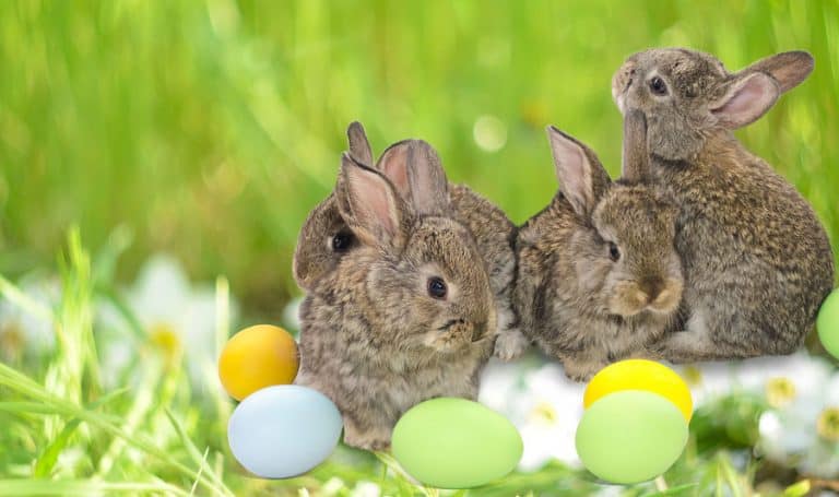 The Origin Of Egg Laying Rabbits