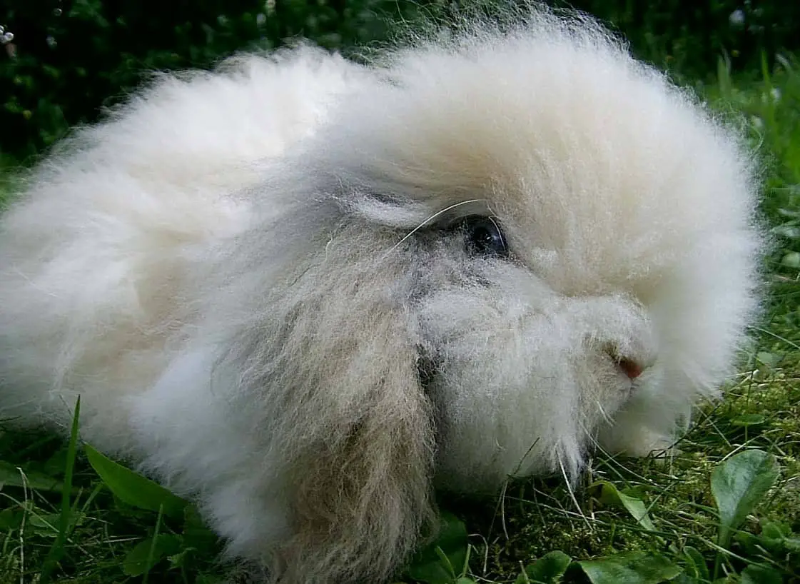 Teddywidder or Teddy Dwarf Rabbit Breed - A Rare & Cute Bunny