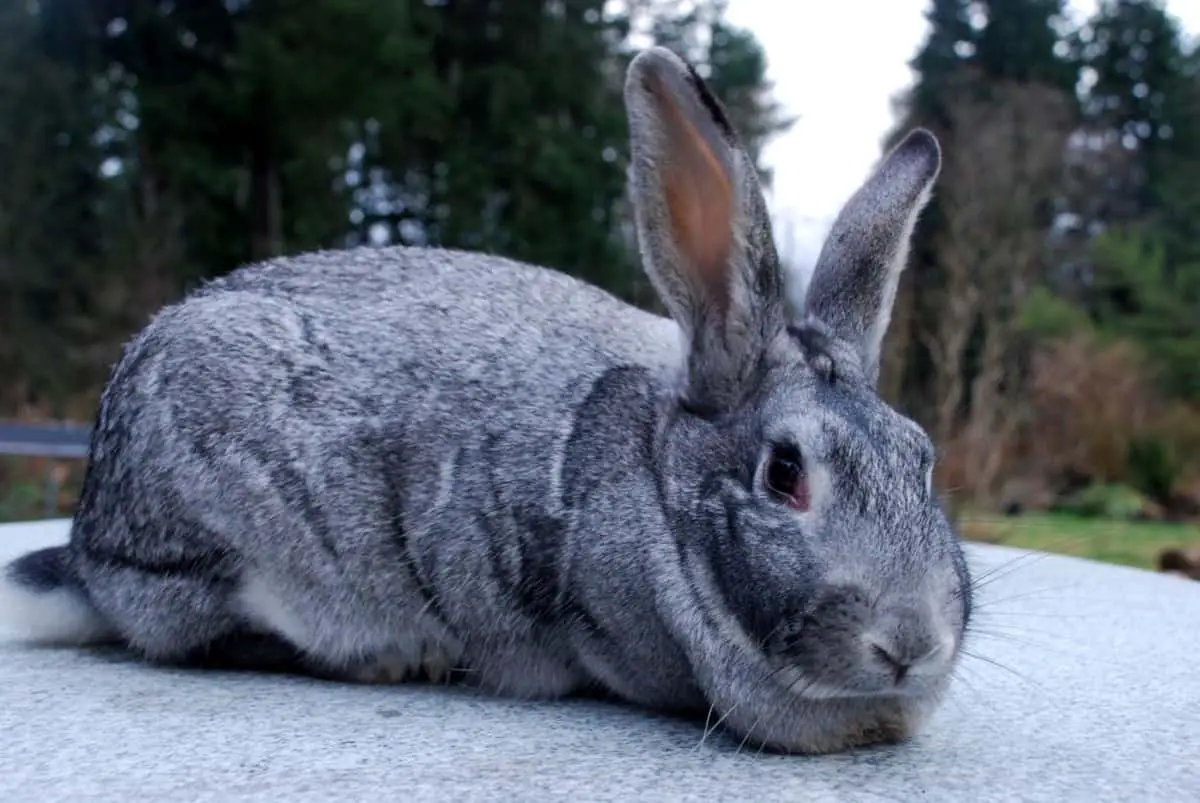 12 Affectionate, Cuddly, And Friendliest Rabbit Breeds.