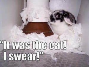 The Funniest Rabbit Memes