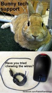The Funniest Rabbit Memes