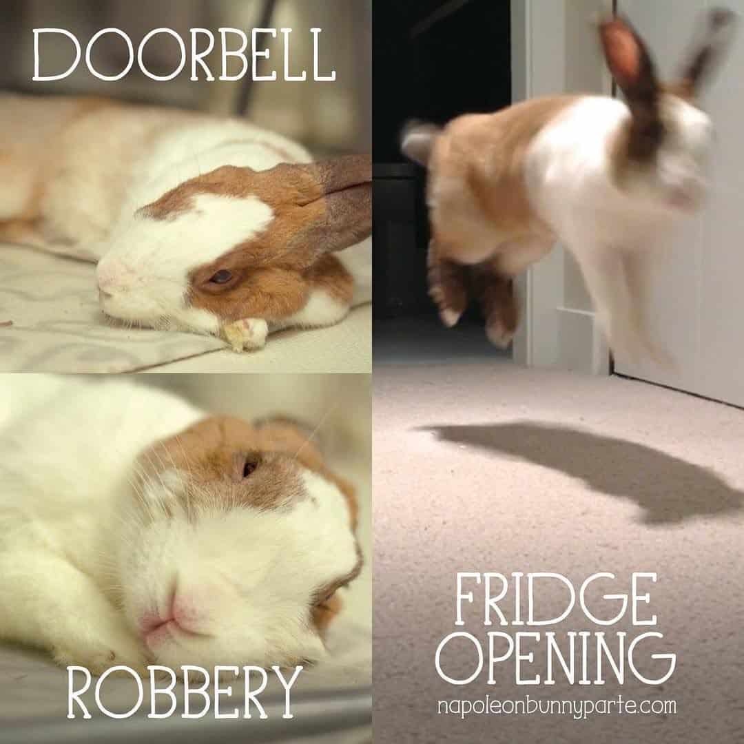 The Funniest Rabbit Memes