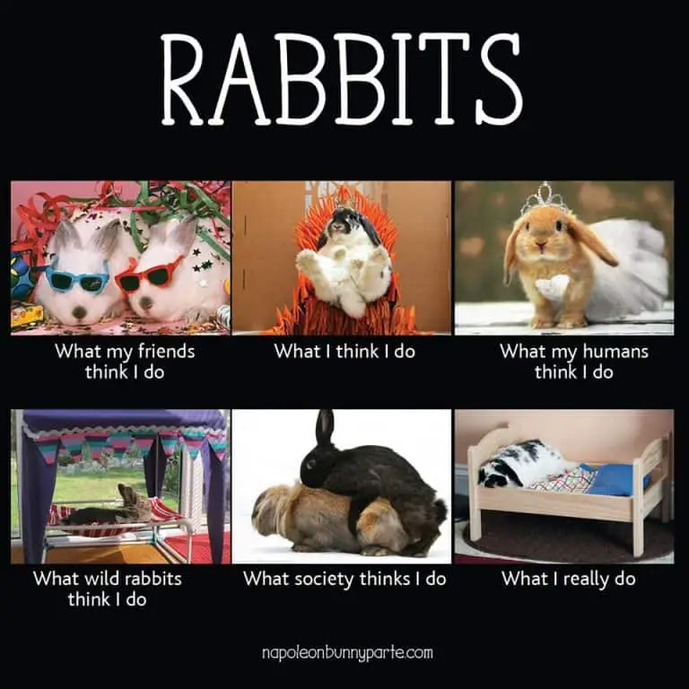 The Funniest Rabbit Memes