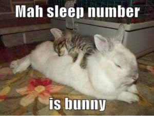 The Funniest Rabbit Memes
