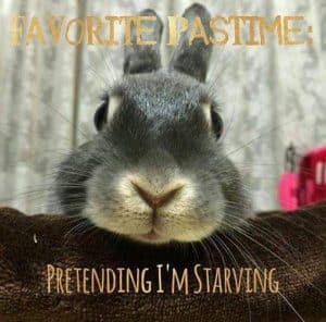 The Funniest Rabbit Memes
