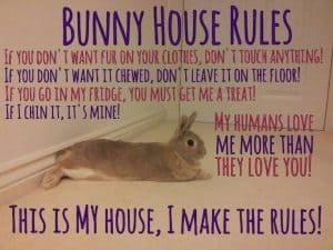 The Funniest Rabbit Memes