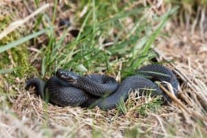 Do Snakes Eat Rabbits? Plus 5 snake and rabbit facts you don't know
