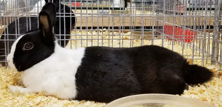 Certified Cute Bunnies - The 10 cutest rabbit breeds - Pics And Videos.