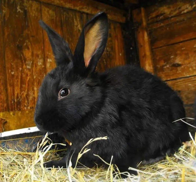 1,000 Popular Rabbit Names And 832 You've Never Heard Before