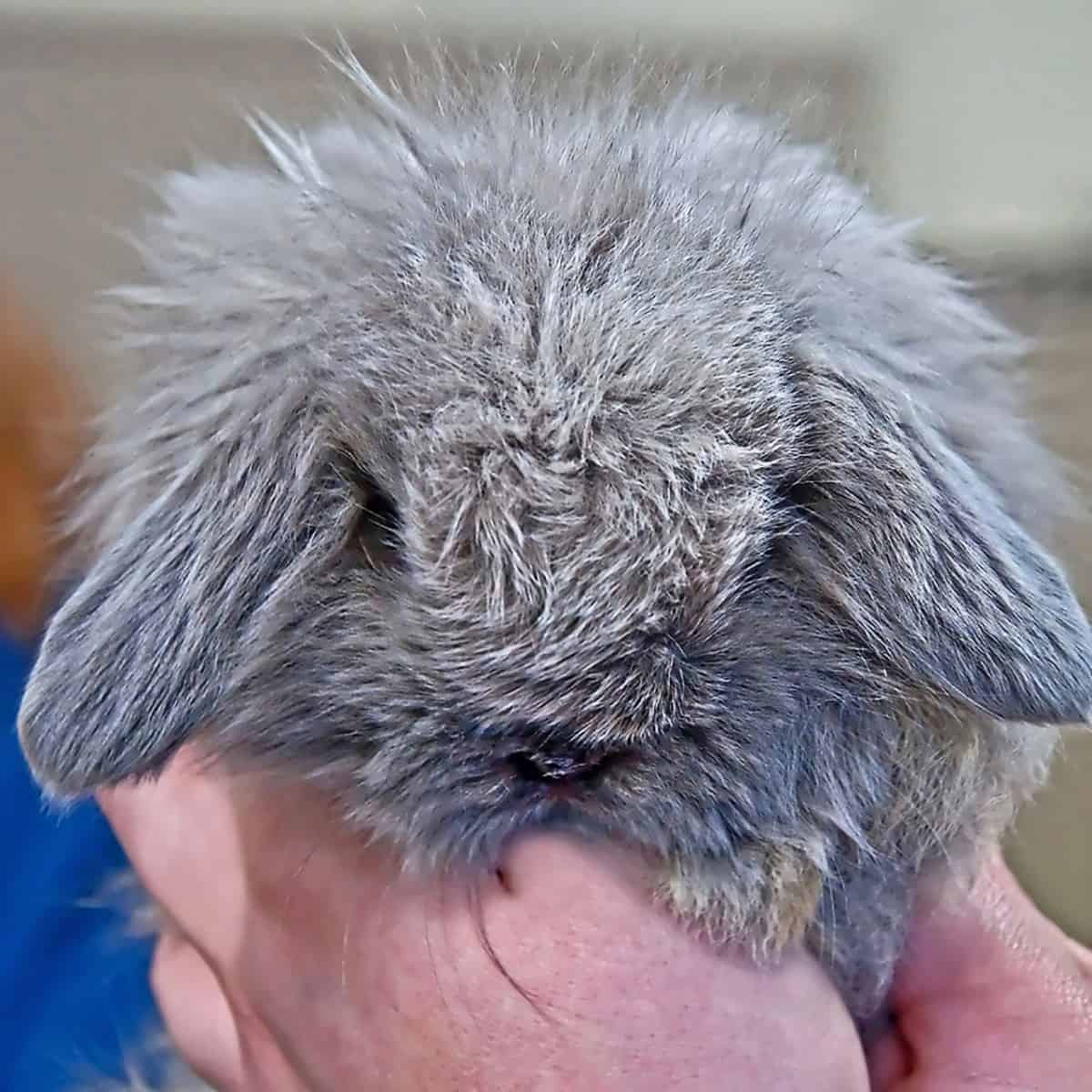 1,000 Popular Rabbit Names And 832 You've Never Heard Before