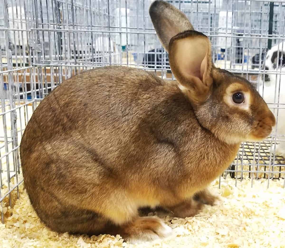 Best Rabbits For A Kids Pet - Rabbit Breeds For Children.