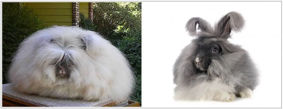 The Difference Between French Angora and English Angora Rabbits With Video