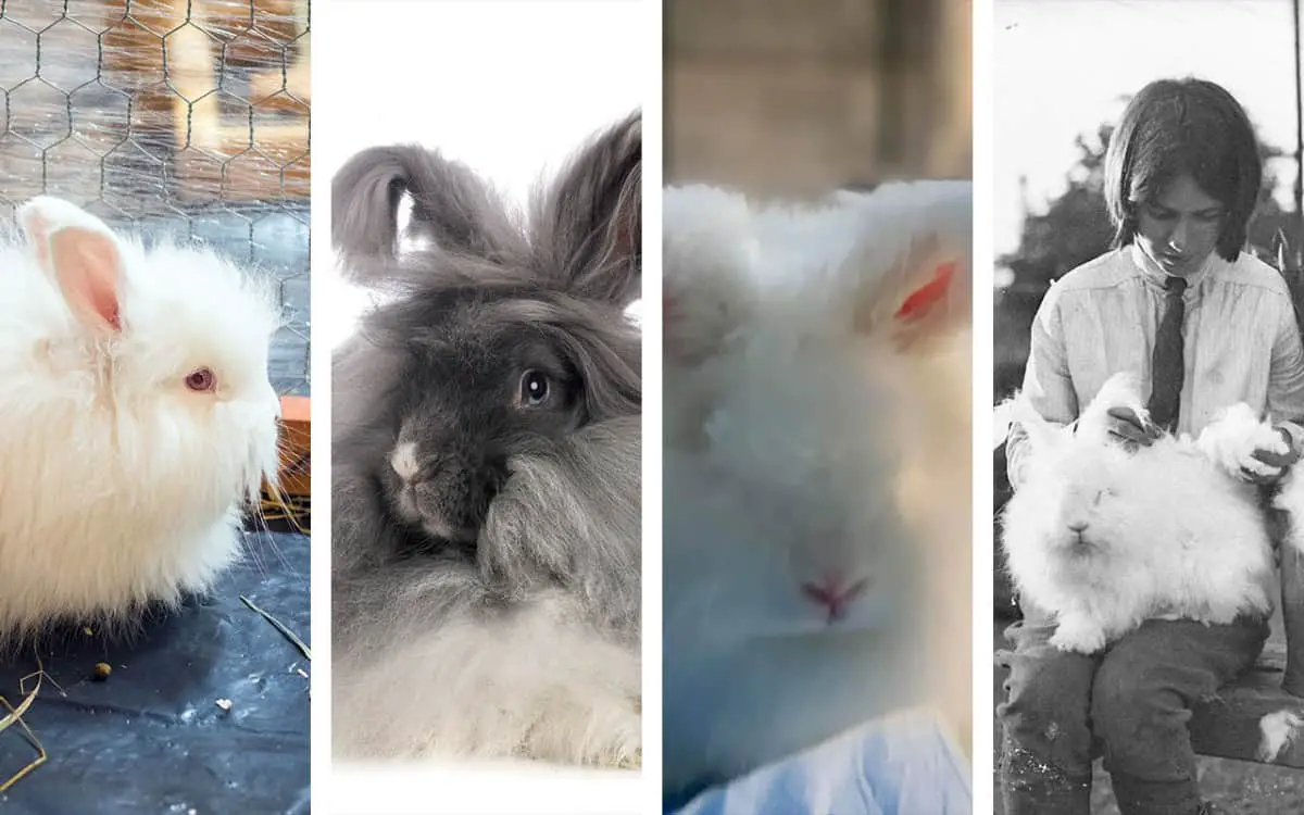Giant German Angora Rabbits