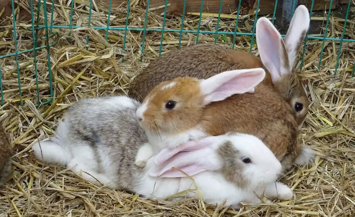 Can Different Breeds Of Rabbits Mate? Crossbreeding Info