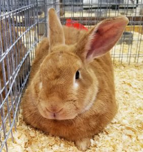 1,000 Popular Rabbit Names And 832 You've Never Heard Before