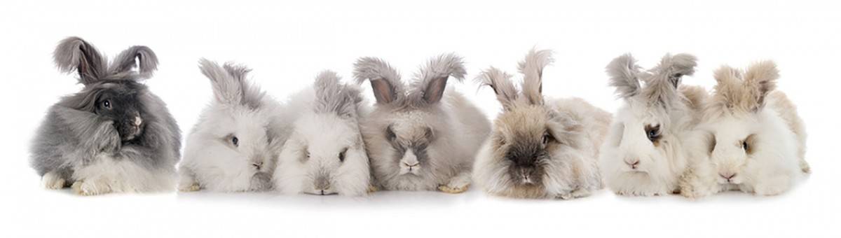 Rabbit Whiskers - The Ultimate Guide