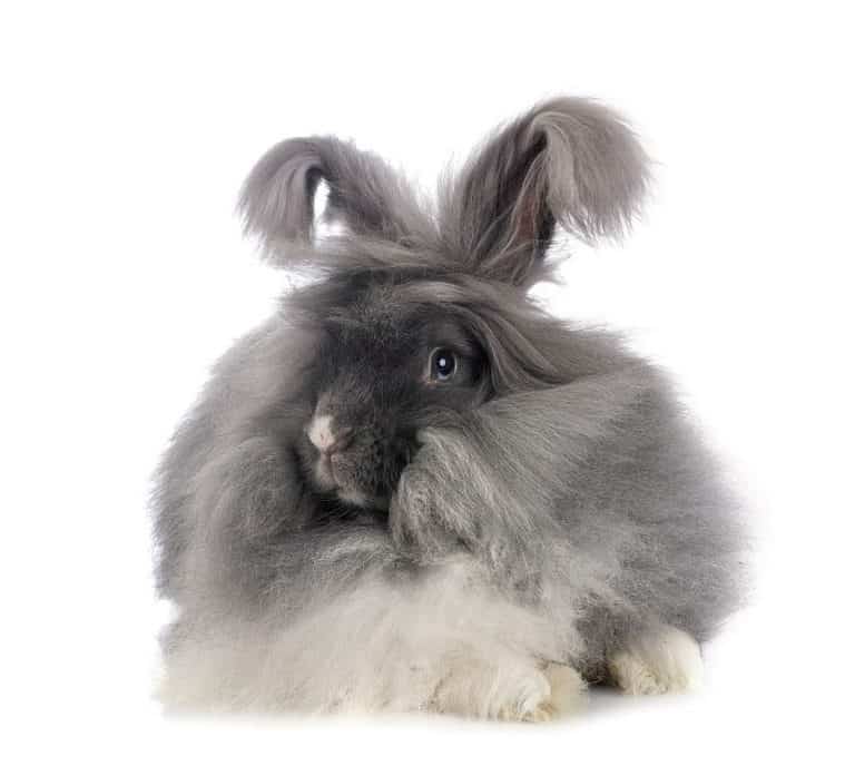 Certified Cute Bunnies - The 10 cutest rabbit breeds - Pics And Videos.