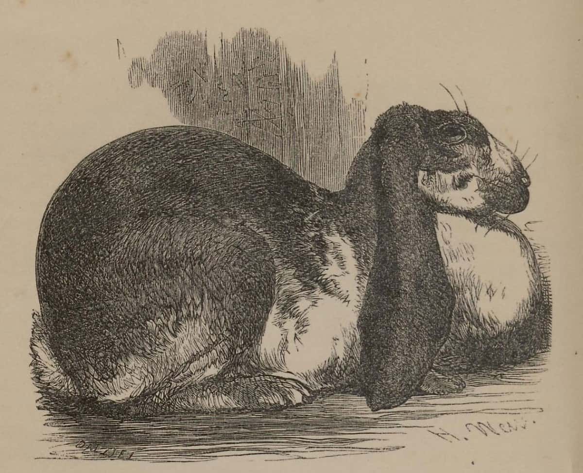 The Largest Rabbit Breed - Plus the world record largest bunny