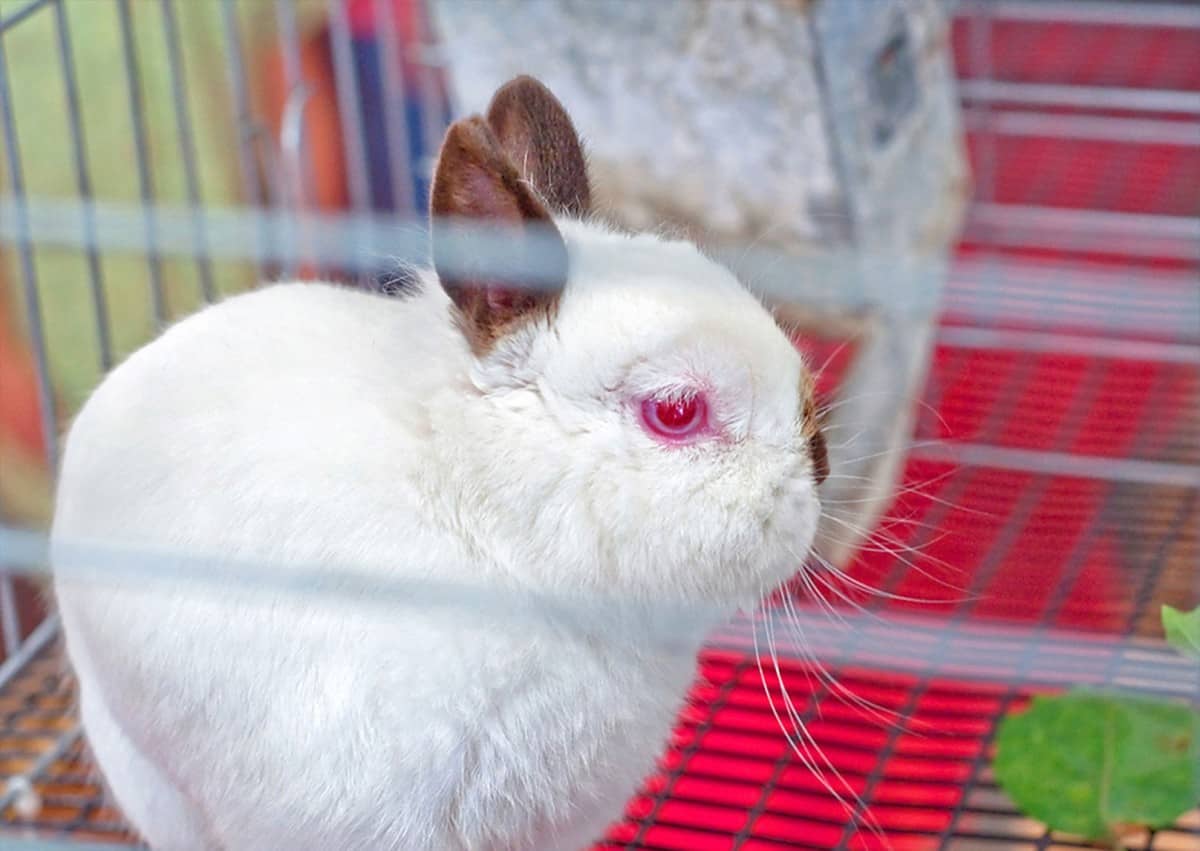 The 9 Most Expensive Rabbit Breeds - Bank Breaking Bunnies.