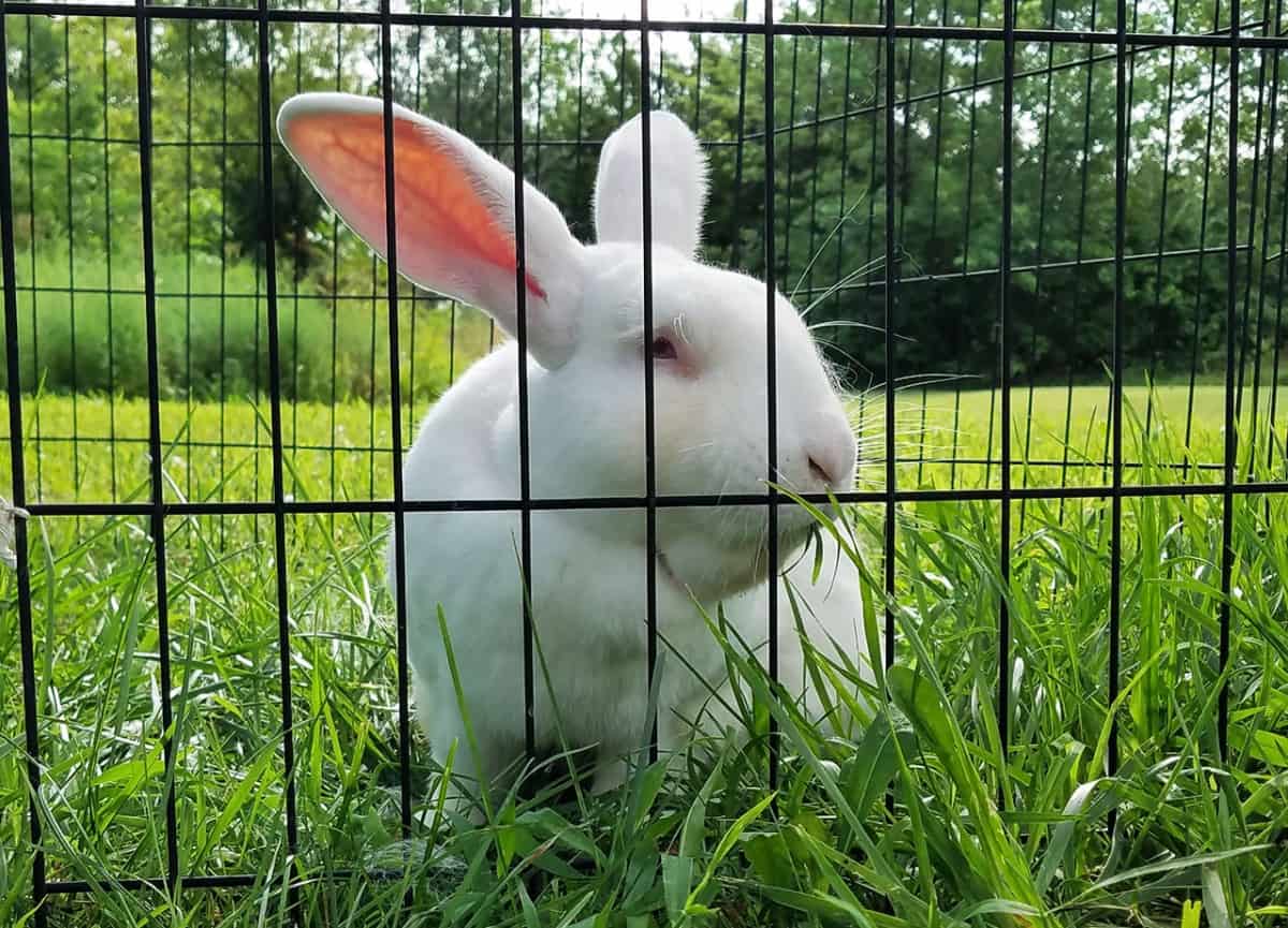 1,000 Popular Rabbit Names And 832 You've Never Heard Before
