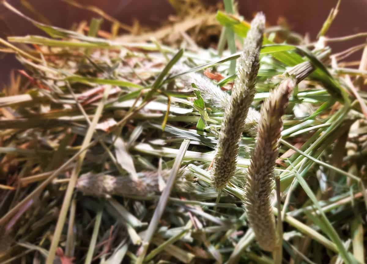 How To Clean Up Rabbit Hay Messes