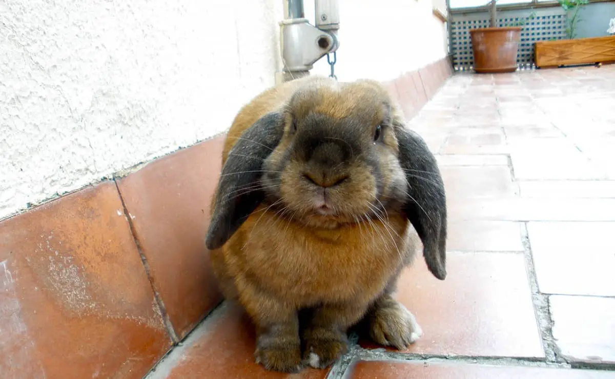 How to Find A Lost Bunny Rabbit -- A 10 Step Plan