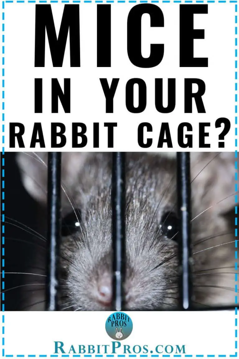 Mice In Rabbit Hutch - How To Get Them Out & Keep Them Out