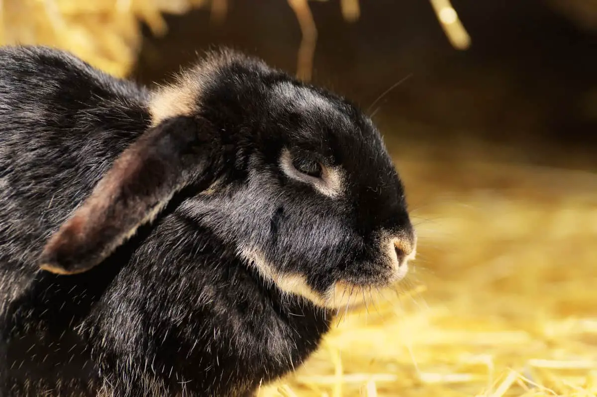 Why Do Rabbits Roll In Dirt? Bunny Dust Baths Facts