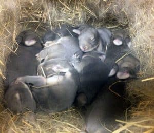 The Complete Rabbit Pregnancy Guide - From Day 1 To Birth