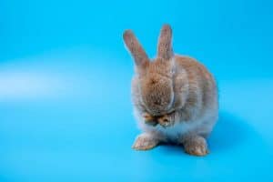 Rabbits And Hamsters - The Complete Guide To Compatibility