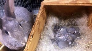 The Complete Rabbit Pregnancy Guide - From Day 1 To Birth