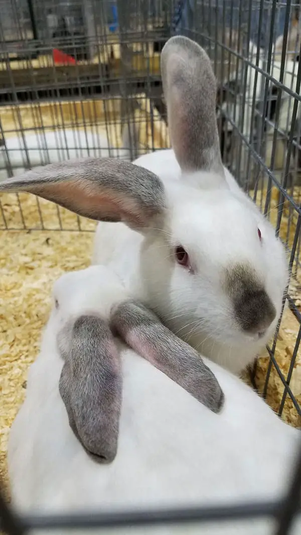 Where To Buy A Bunny: 10 places to get a pet rabbit