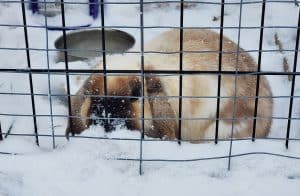Outdoor Rabbits In The Winter - How to keep pet bunnies warm.