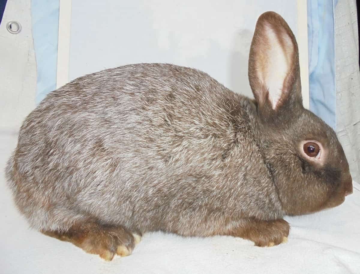 10 Rarest Rabbit Breeds - With pictures and videos.