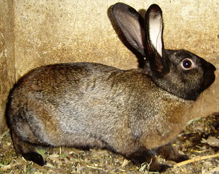 10 Rarest Rabbit Breeds - With pictures and videos.