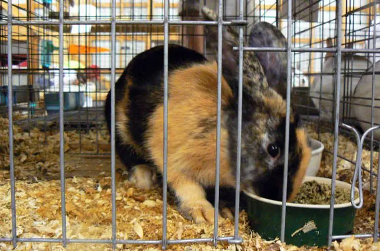 The 9 Most Expensive Rabbit Breeds - Bank Breaking Bunnies.