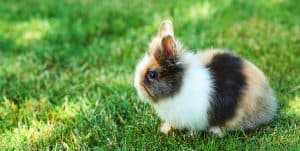 Can Rabbits Vomit? A Veterinarian Sets The Record Straight
