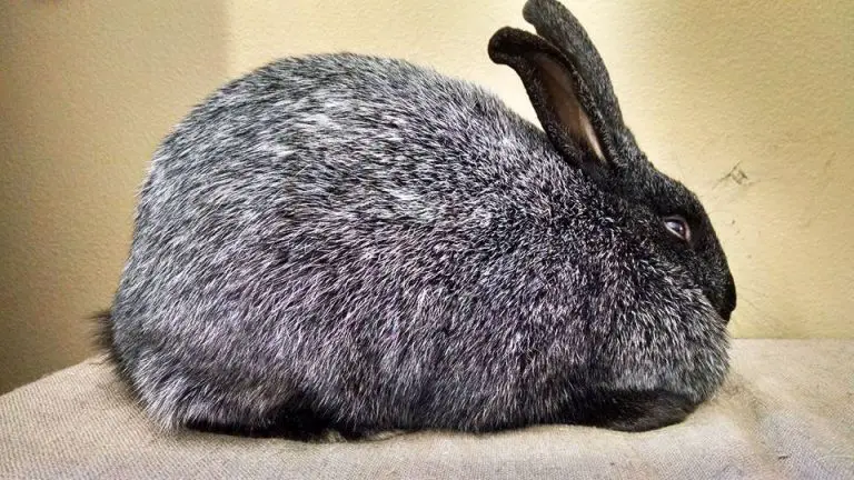 10 Rarest Rabbit Breeds - With pictures and videos.