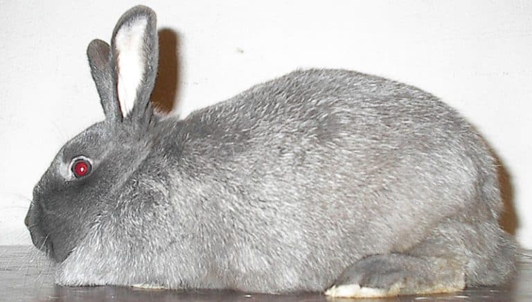 10 Rarest Rabbit Breeds - With pictures and videos.