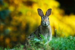 Where The Wild Bunnies Are - A short but important post about extinction.