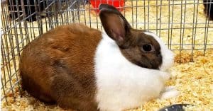How Long Do Pet Rabbits Live? Data by breed