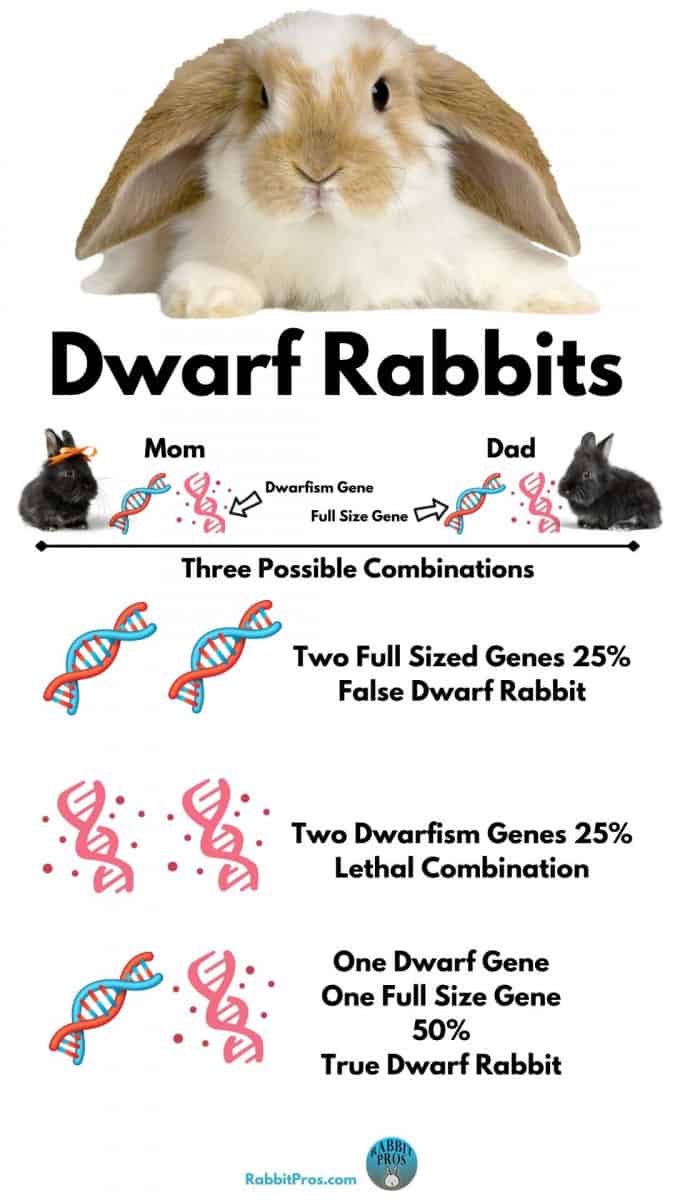 Dwarf Rabbits - The Ultimate Guide To Dwarfism In Rabbits